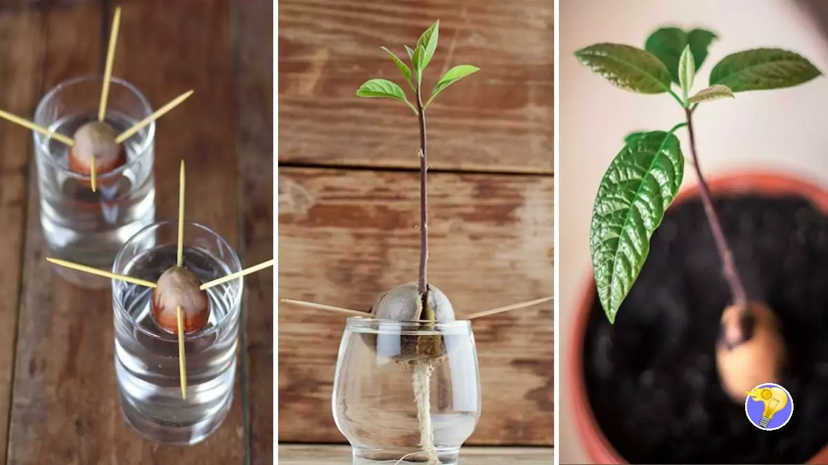 Suivez nos Conseils Pour une Culture d’Avocatier en Pot Réussie