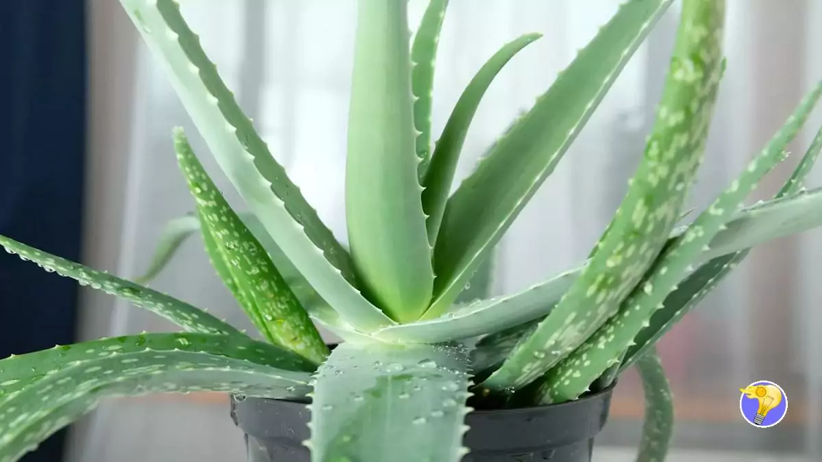 4 Facteurs Clés pour Réussir la Culture de l’Aloe Vera 4 Facteurs Clés pour Réussir la Culture de l’Aloe Vera