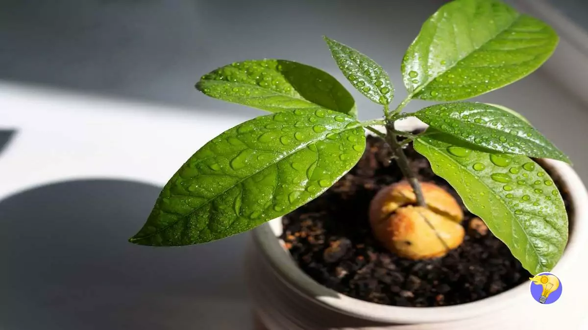 Dévoiler les Secrets d’une Culture d’Avocatier Réussie