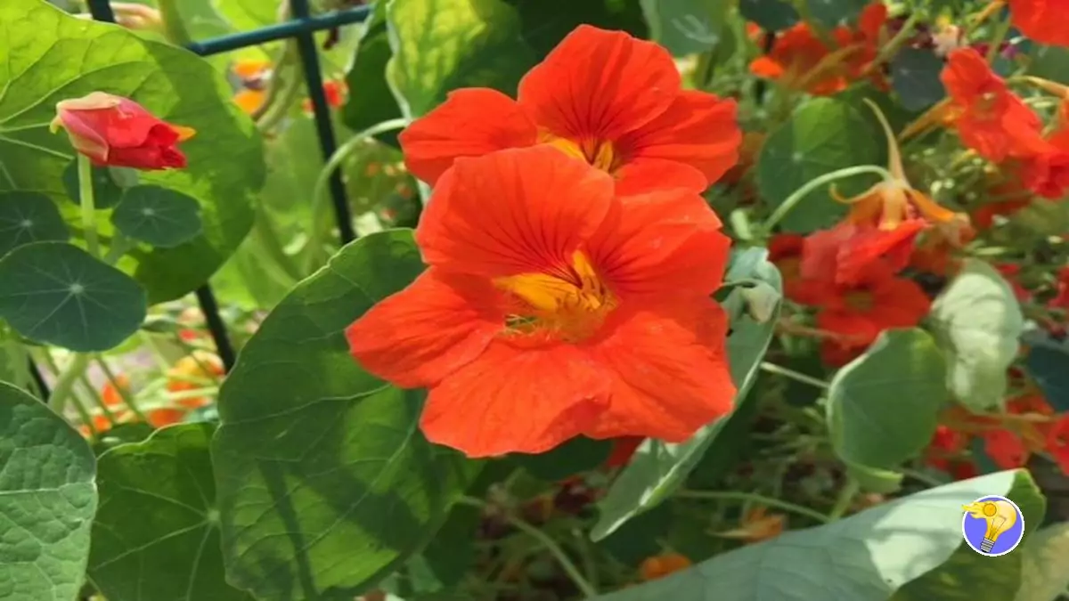 Capucine: Culture, Entretien et Bienfaits