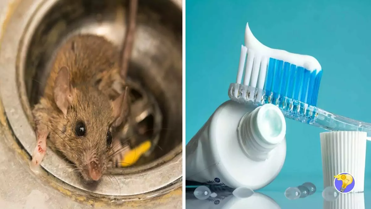 Débarrassez-vous des Souris et des Rats grâce à votre Pâte Dentifrice