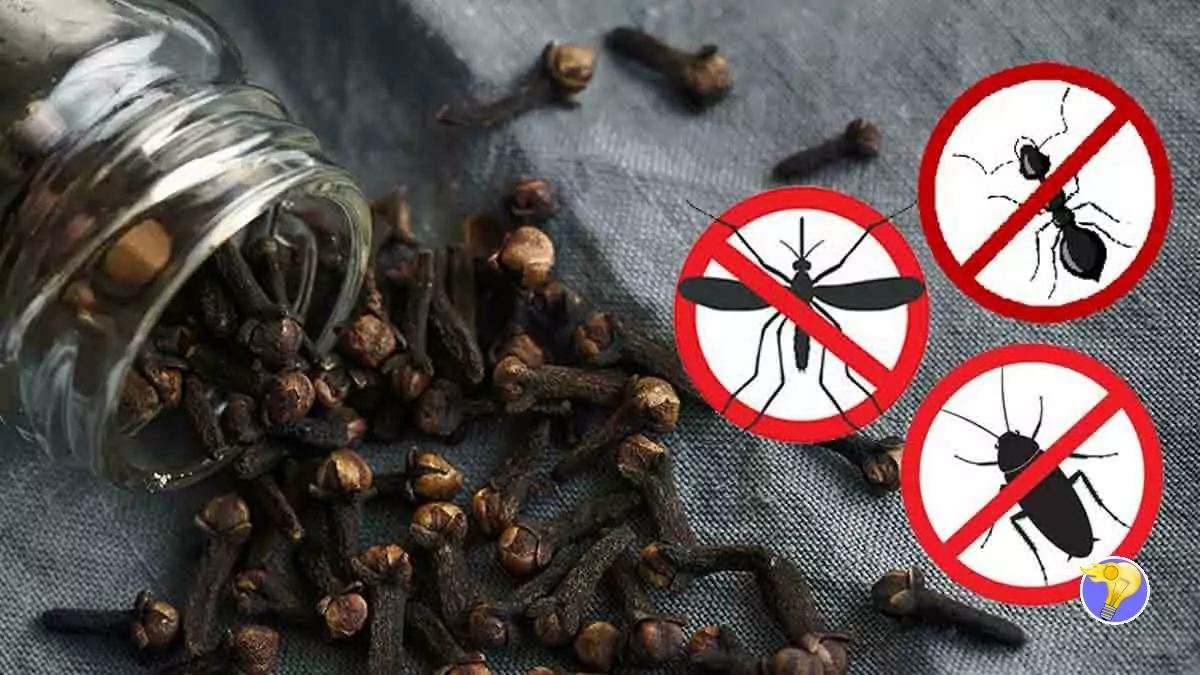 Invasion d’Insectes: 4 Insecticides pour l’Éliminer