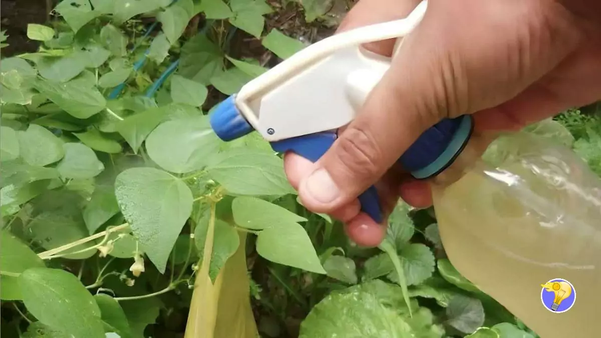 Insecticide: Un Produit Écologique pour Lutter contre les Insectes