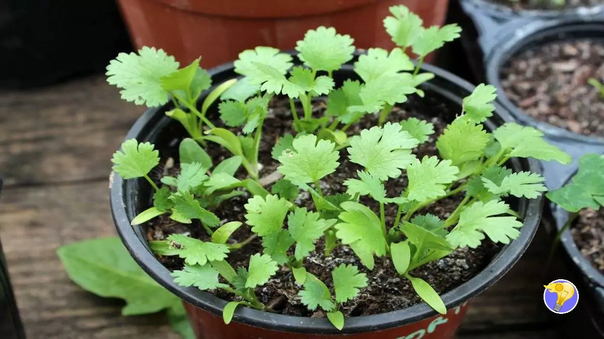 La Coriandre : Une Herbe Aromatique et Condimentaire à Cultiver