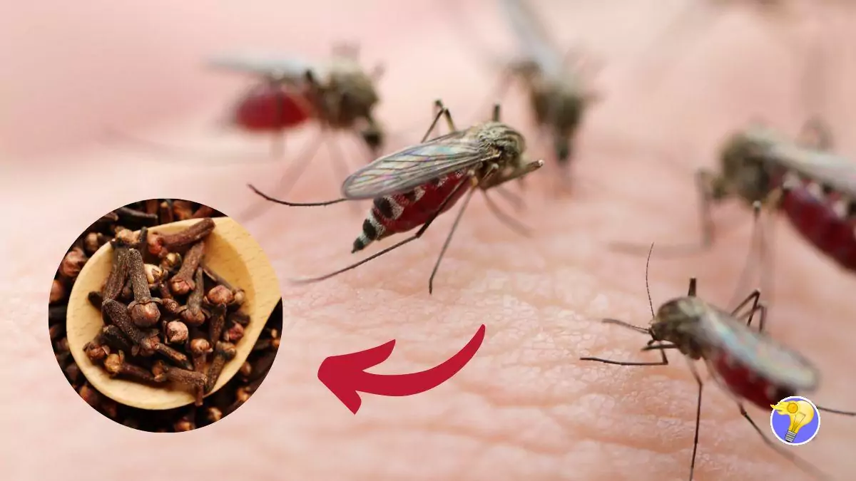 Insecticide Naturel: Comment Préparer Avec des Huiles Essentielles