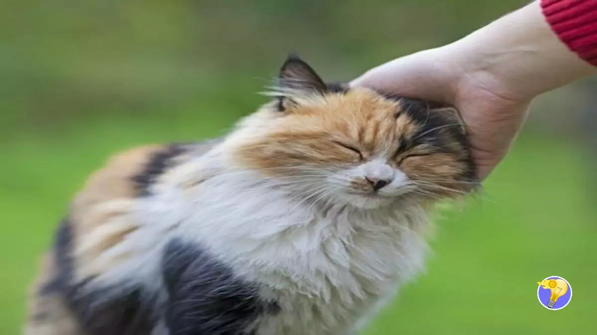 Un Langage Corporel qui Prouve que votre Chat vous Aime!