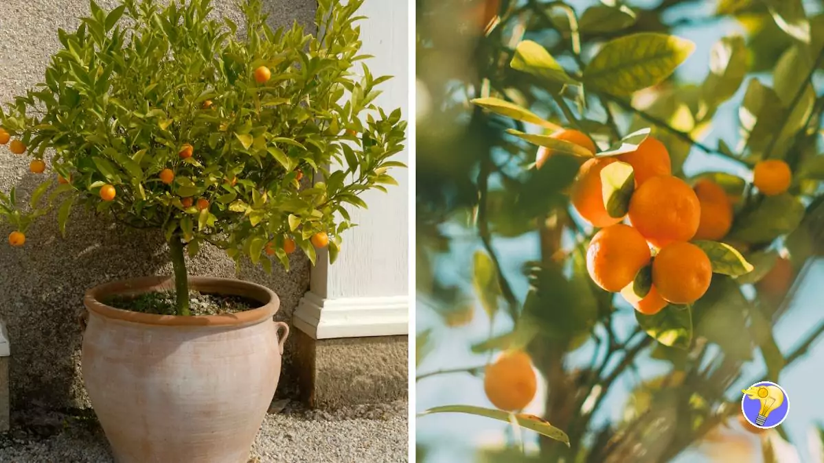 Mini Oranger: Guide Pour Cultiver dans Son Jardin