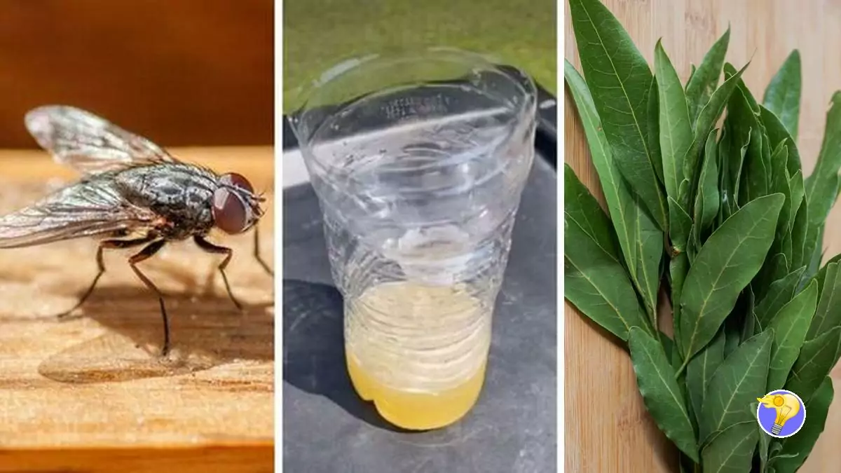 Mouches : 6 Astuces pour les Repousser