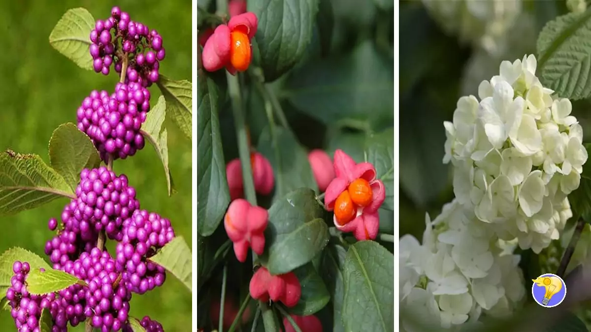 10 Plantes Ornementales pour un Jardin d’Automne Séduisant