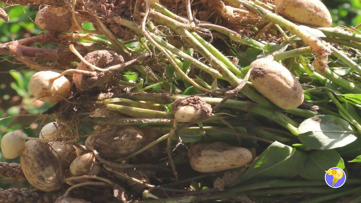 Faire Pousser les Arachides à Domicile en Seulement 5 Etapes