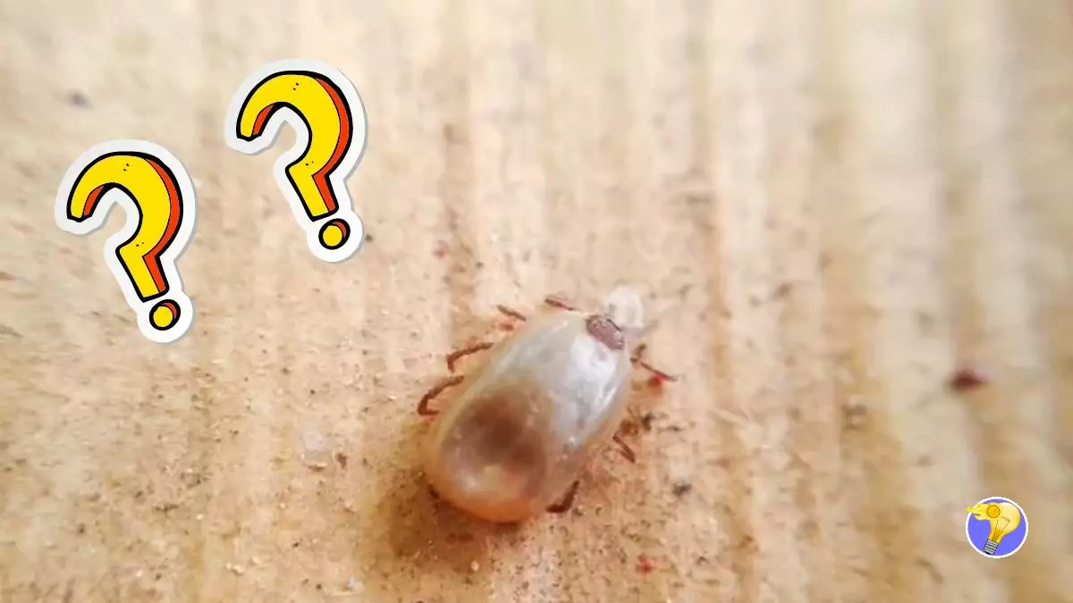 10 Remèdes Pour Lutter Contre l’Infestation des Puces de Parquet