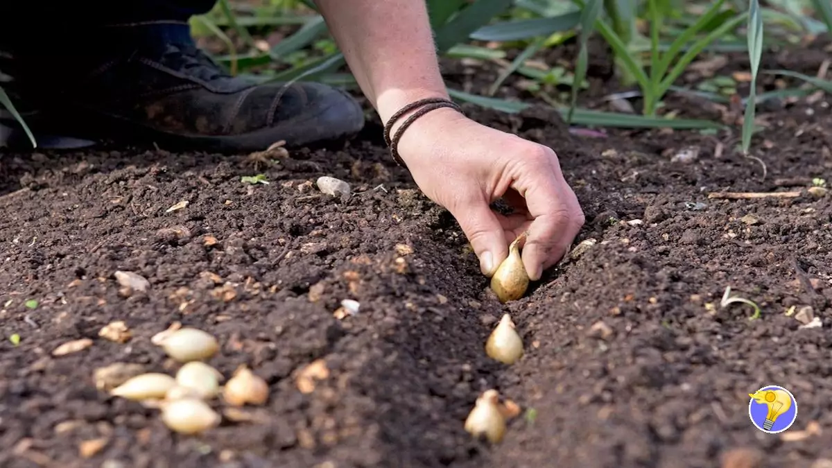 Comment Réussir vos Cultures d’Oignons