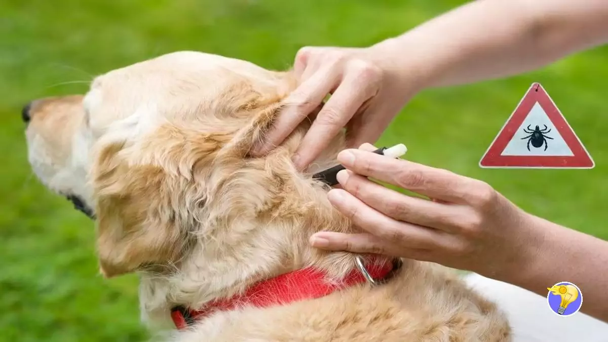 Comment Traiter les Parasites de votre Chien?