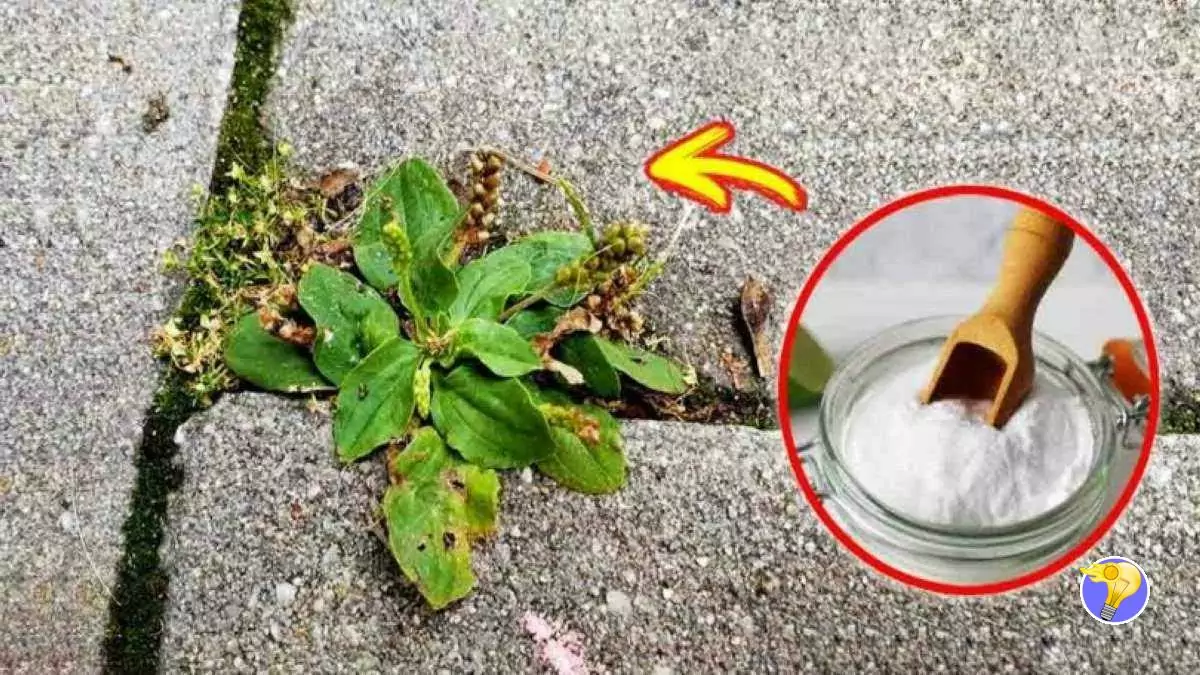 Les Mauvaises Herbes : 4 Astuces Naturelles pour les Eliminer