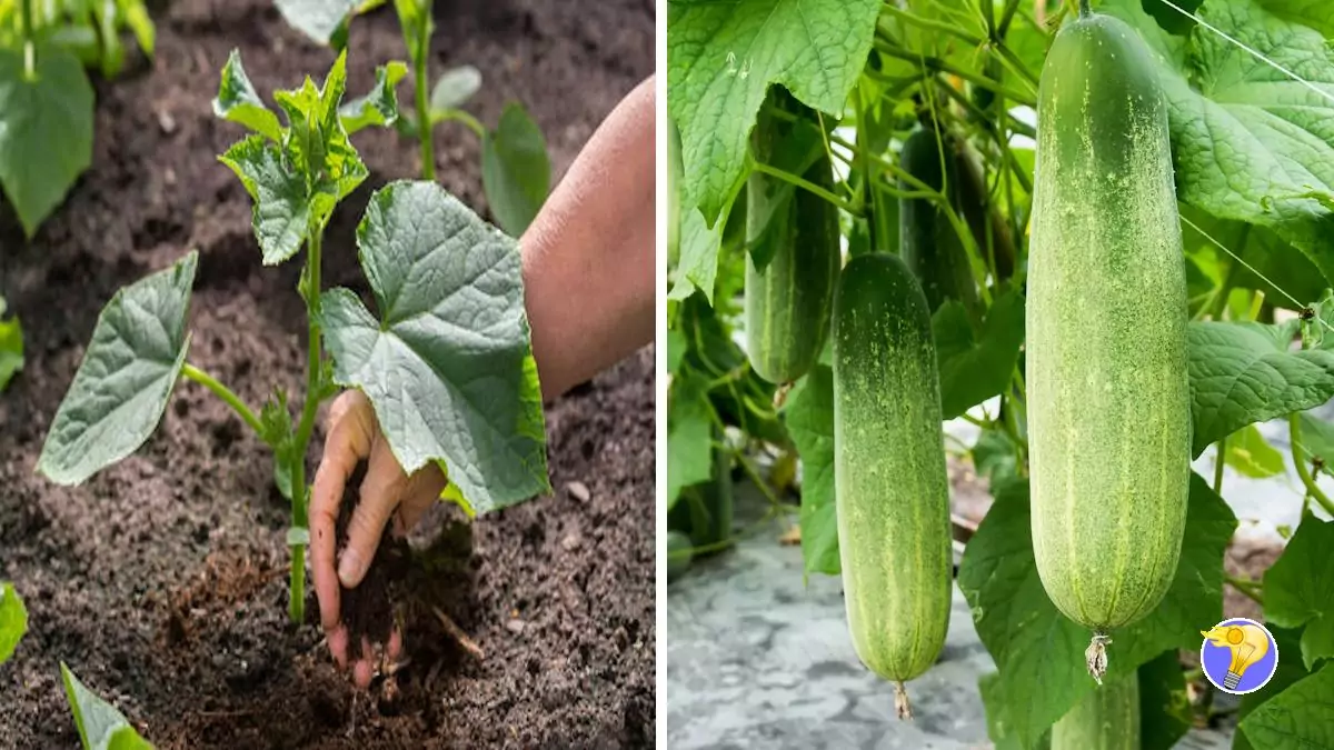 Concombres: 6 conseils Pour Une Bonne Culture