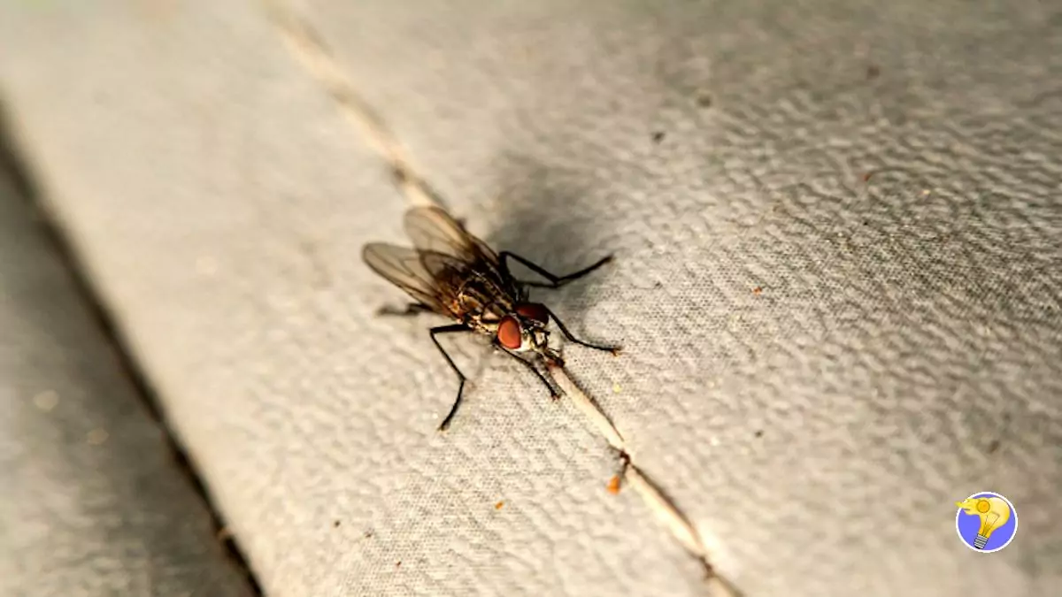 Invasion de Mouches: Que Faire Pour la Vaincre?